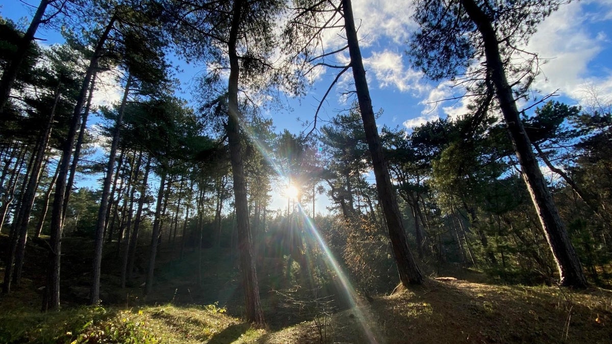 News │Woodland conservation work at Formby | National Trust