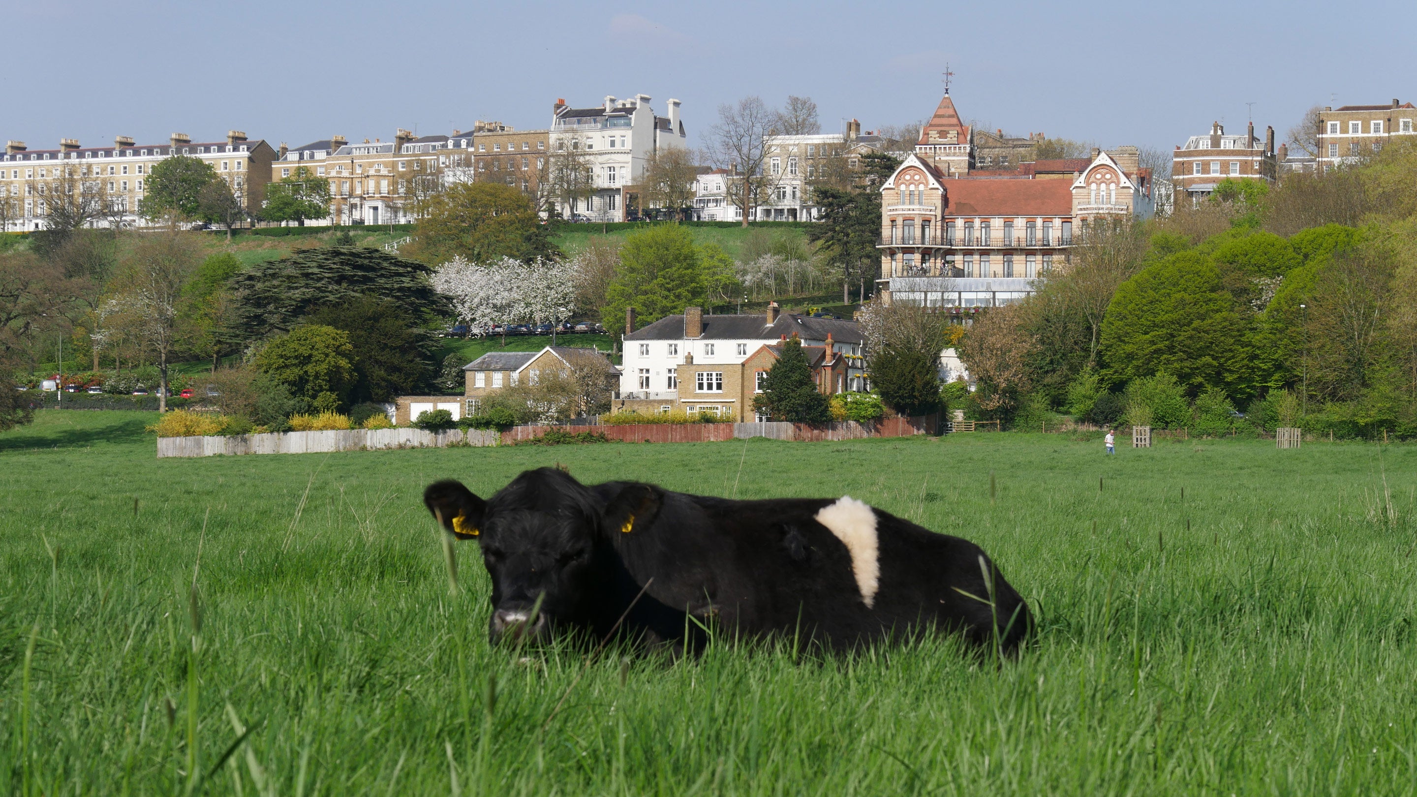 The wider landscape at Ham House | London | National Trust