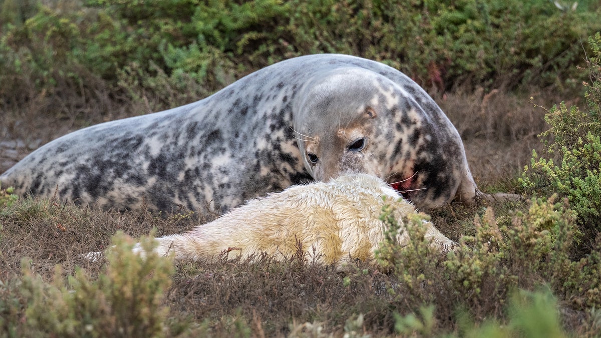 Seal pupping season underway | National Trust