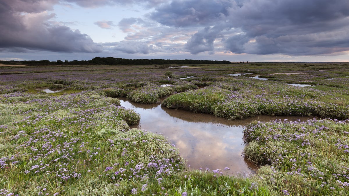 Stiffkey Marshes | Norfolk Coast | National Trust