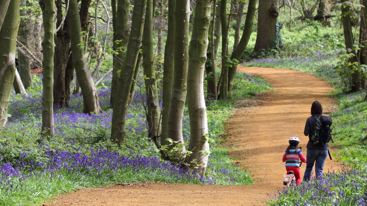 Blickling Estate multi-use trail | Norfolk | National Trust
