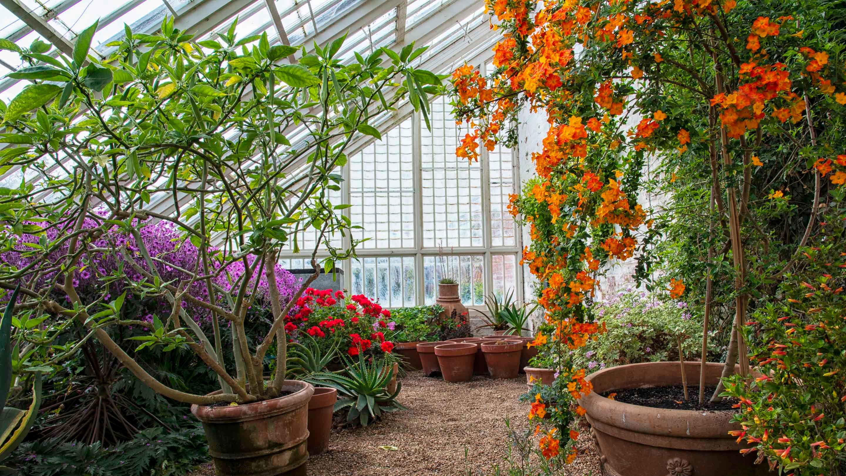 The garden at Felbrigg | Norfolk | National Trust