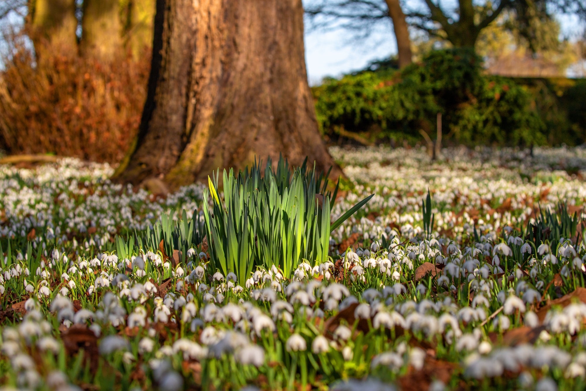 The hall at Oxburgh │ Norfolk | National Trust
