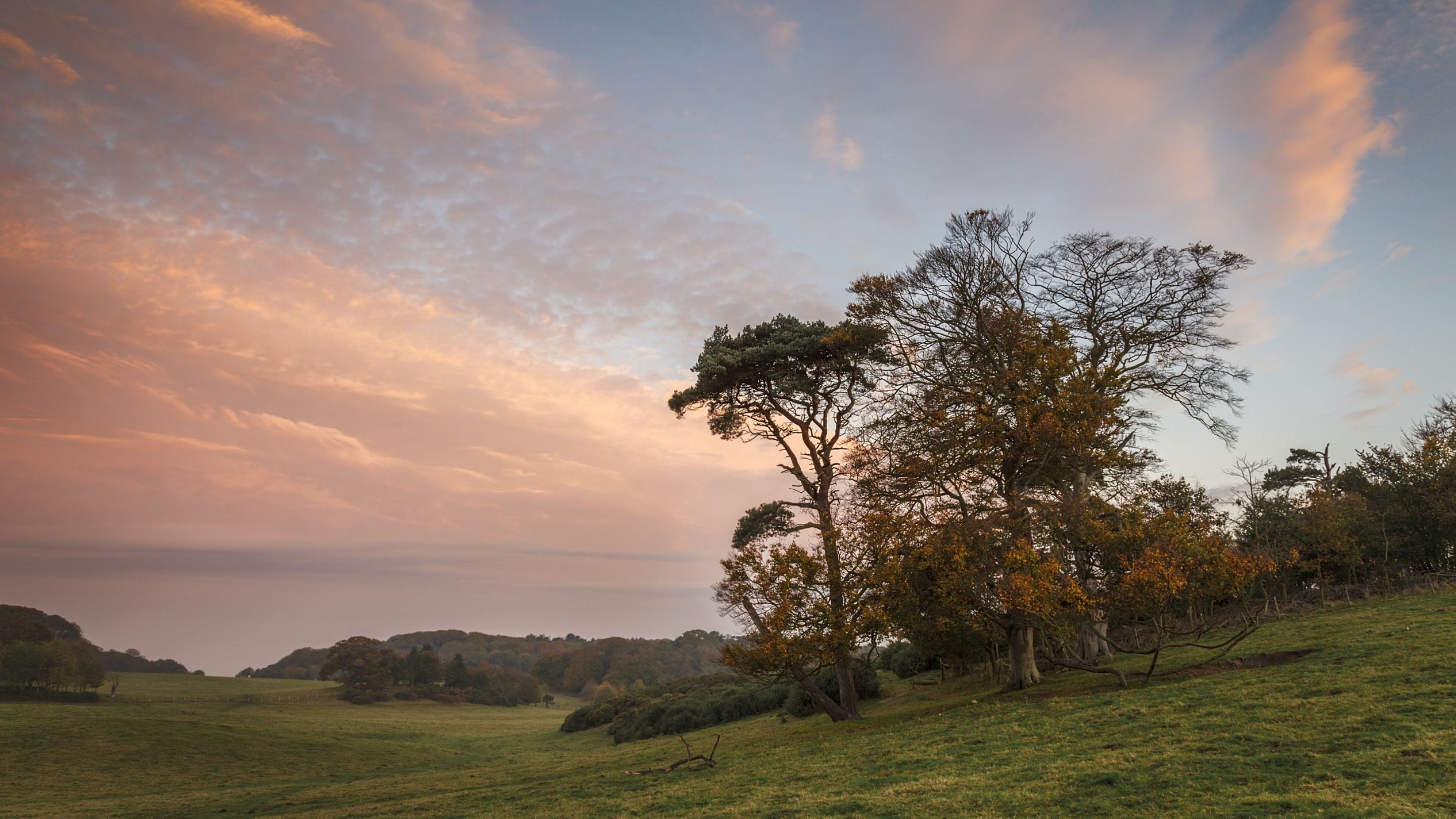 Wild Garden at Sheringham Park | Norfolk | National Trust
