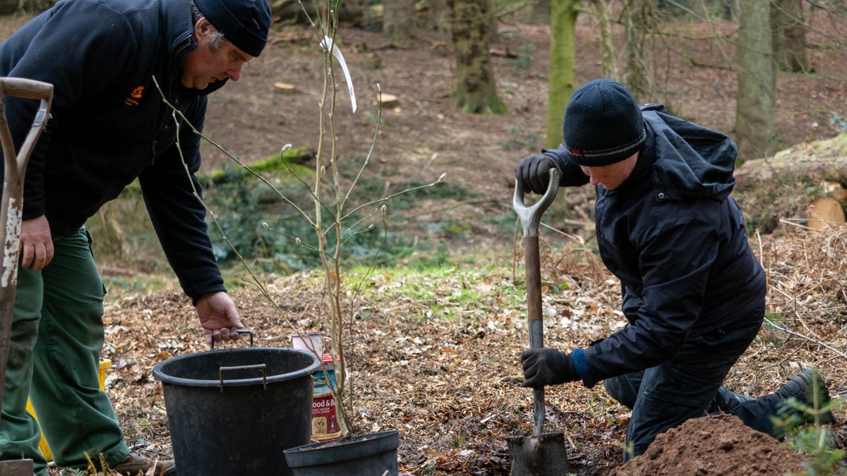 planting trees helps wildlife | National Trust