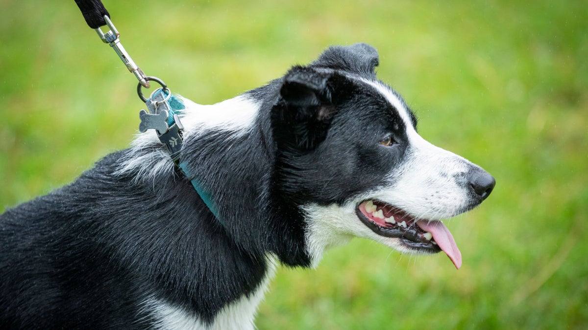 Dog walking at Sheringham Park | Norfolk | National Trust