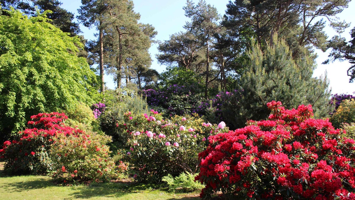 Wild Garden at Sheringham Park | Norfolk | National Trust
