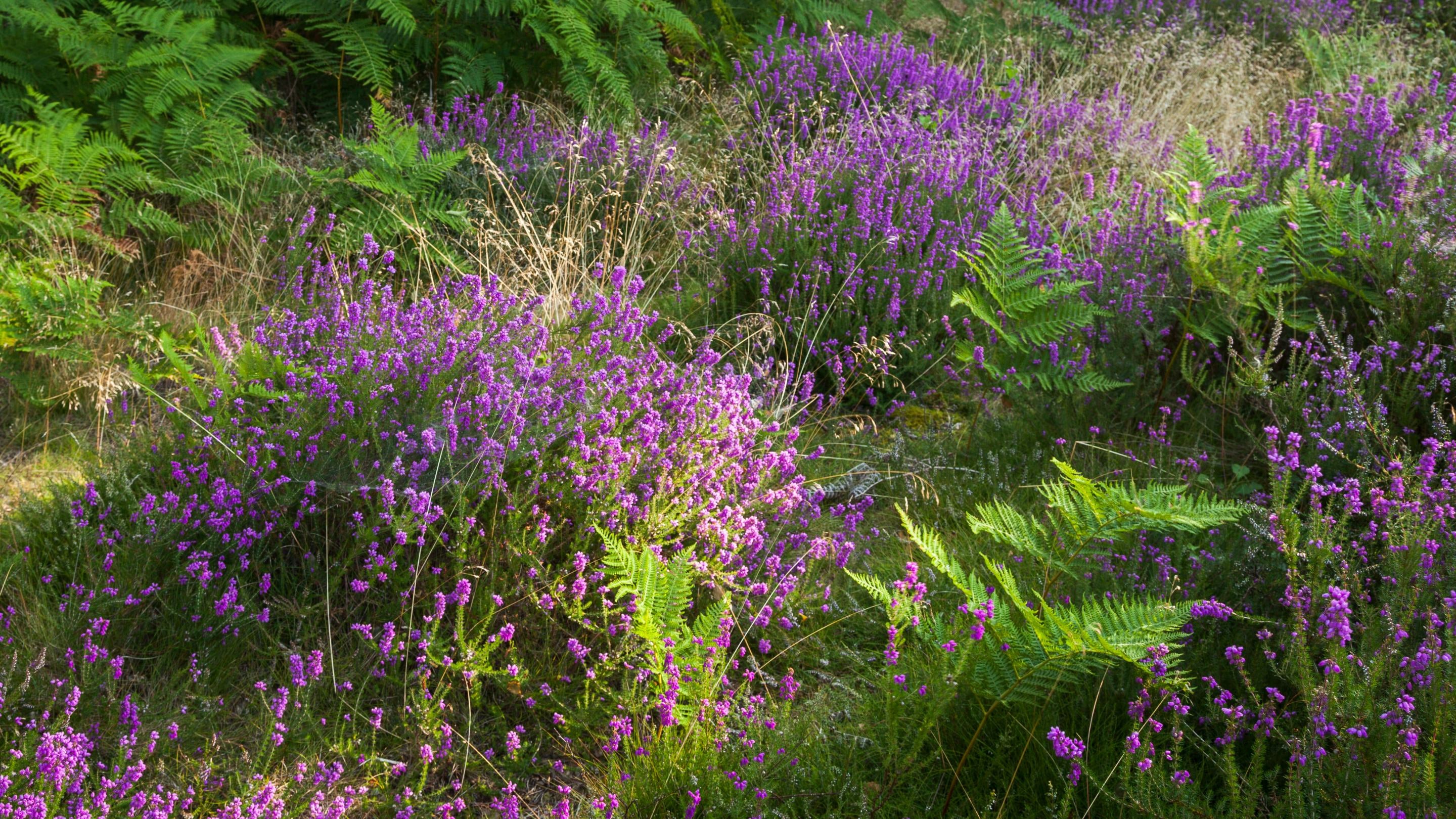 West Runton's history | Norfolk | National Trust
