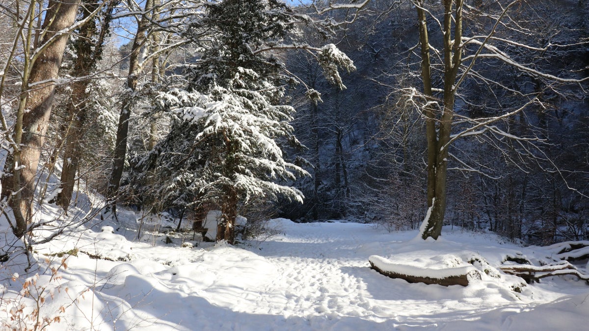 Allen Banks & Staward Gorge | North East | National Trust