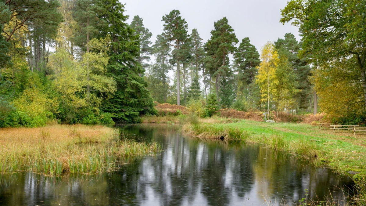 Cragside inspiration Walk | Northumberland | National Trust