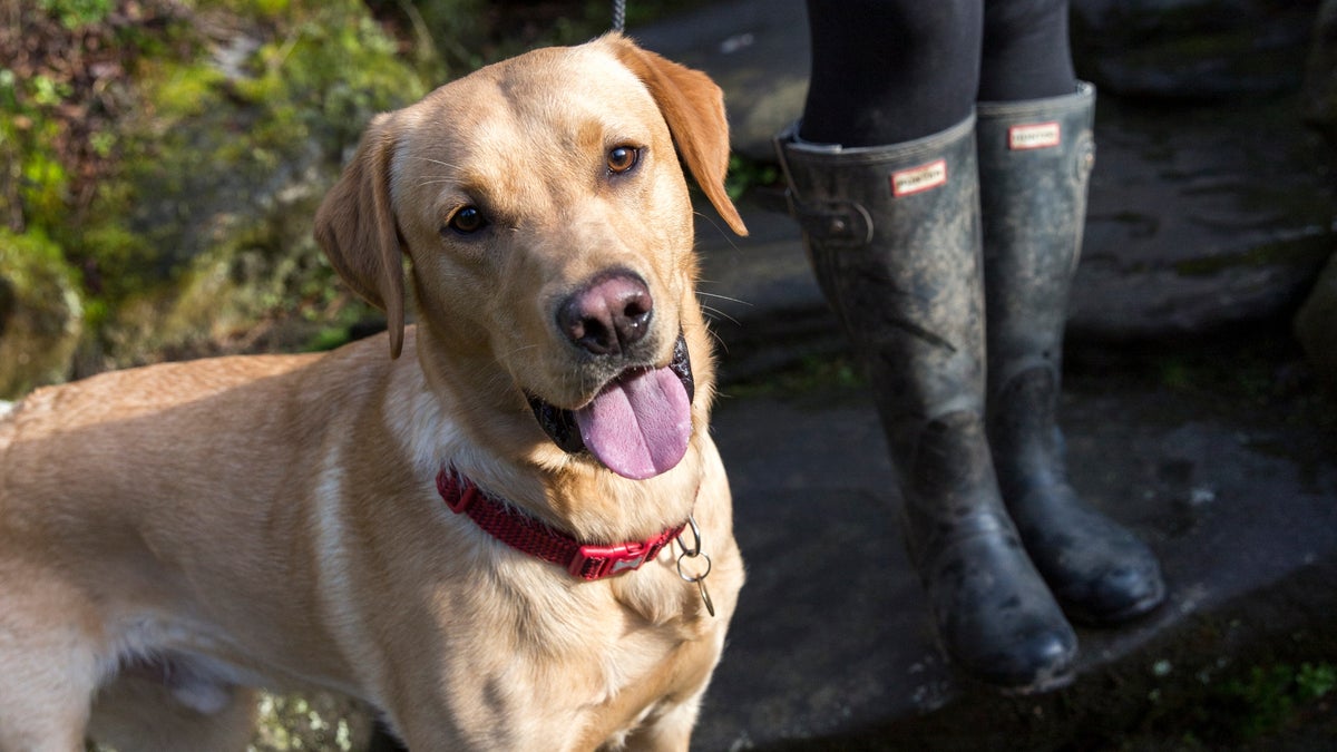 Dog walking at Cragside | Northumberland | National Trust