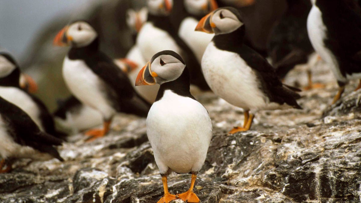 Our guide to puffins | Nature | National Trust