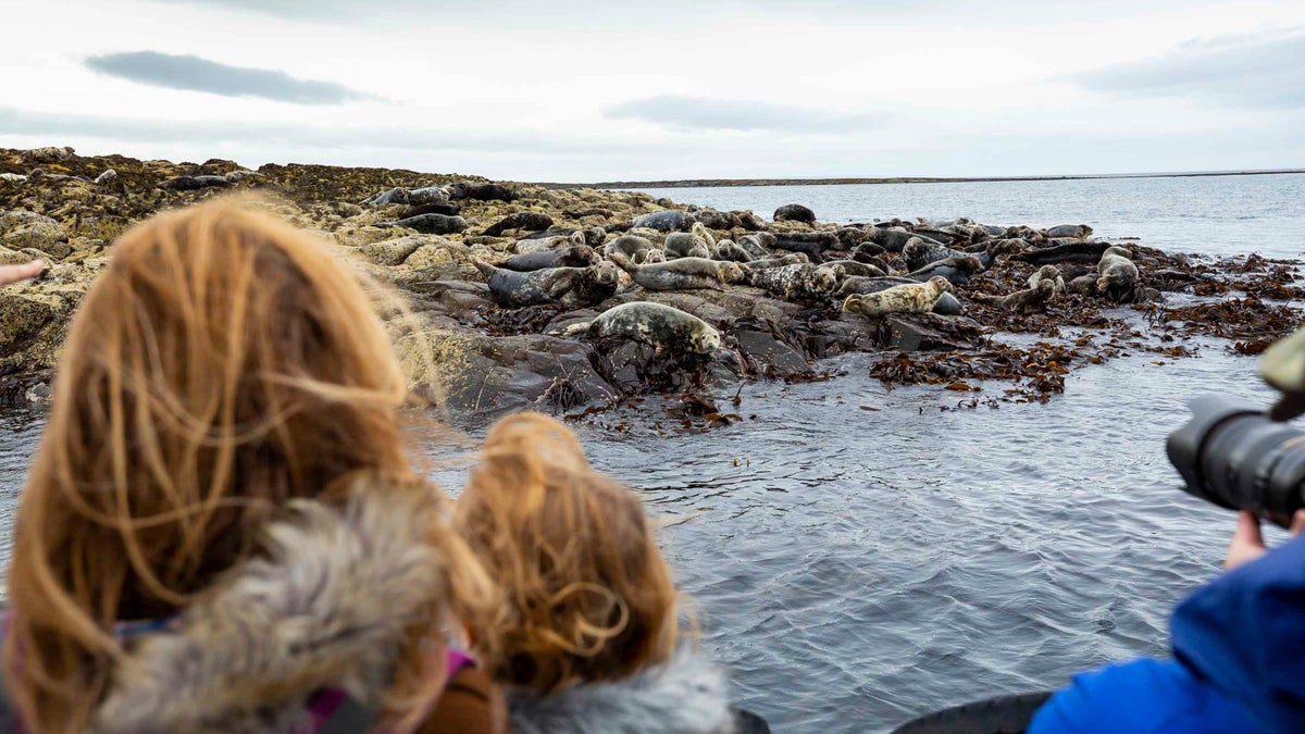 Farne Islands | Northumberland | National Trust
