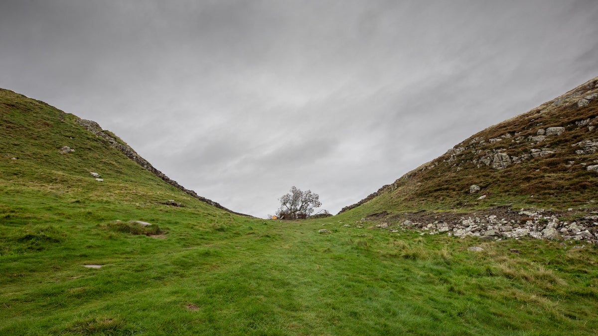 Sycamore Gap Tree | National Trust