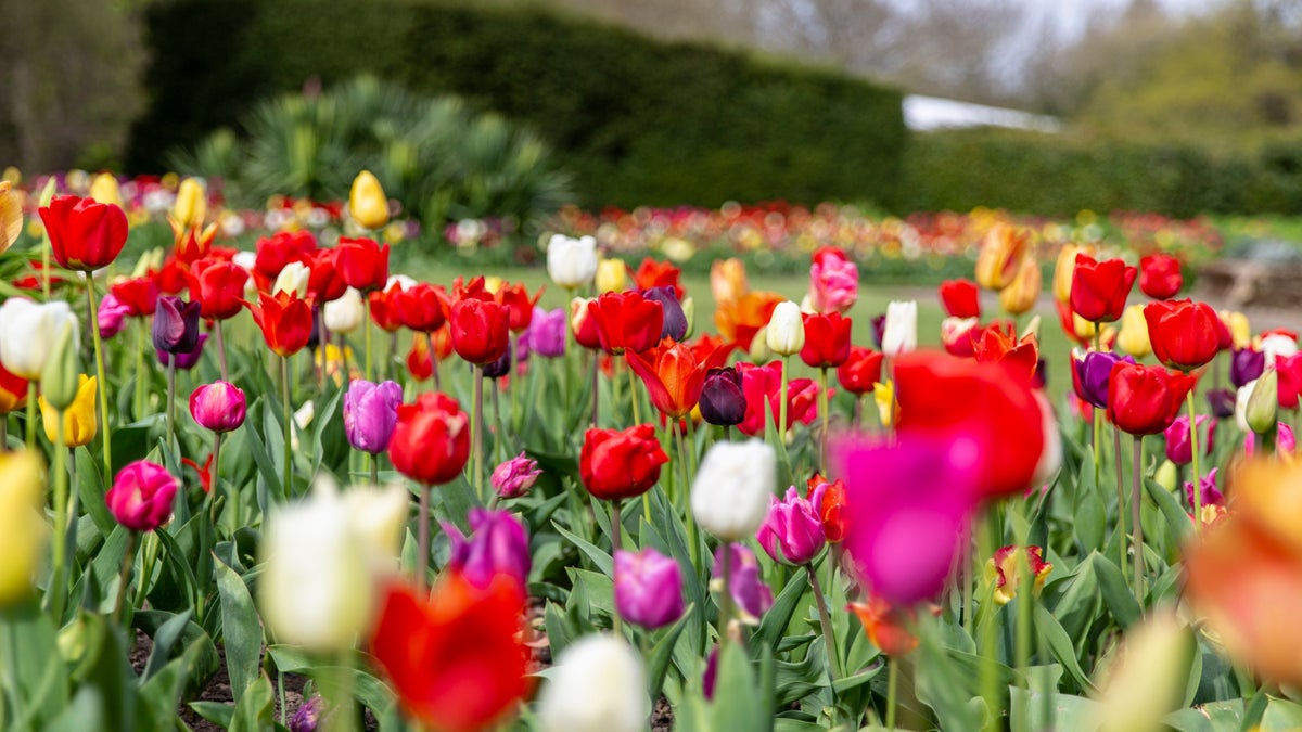 The history of tulips | National Trust