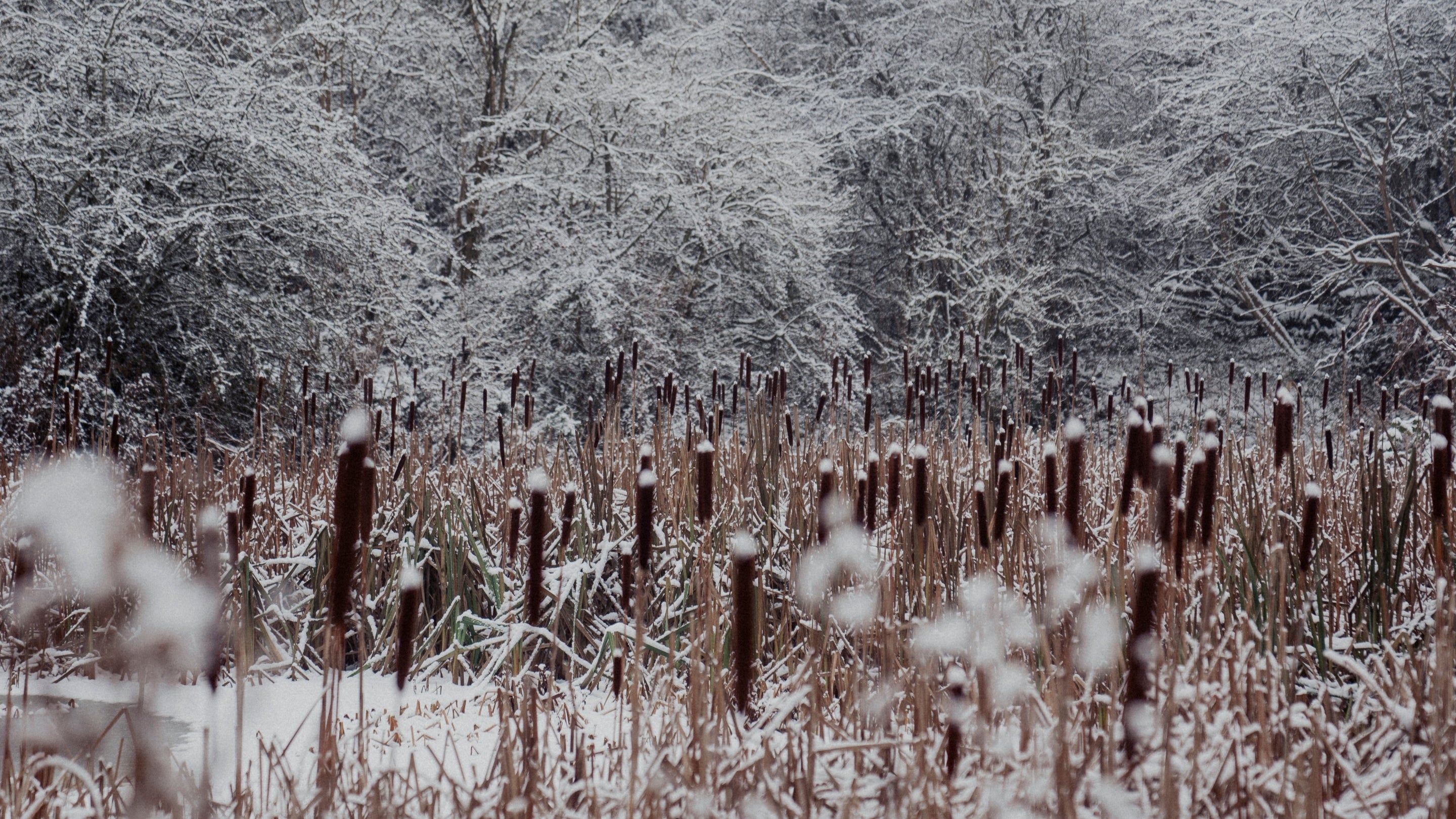Seaton Sluice & Blyth history walk | National Trust