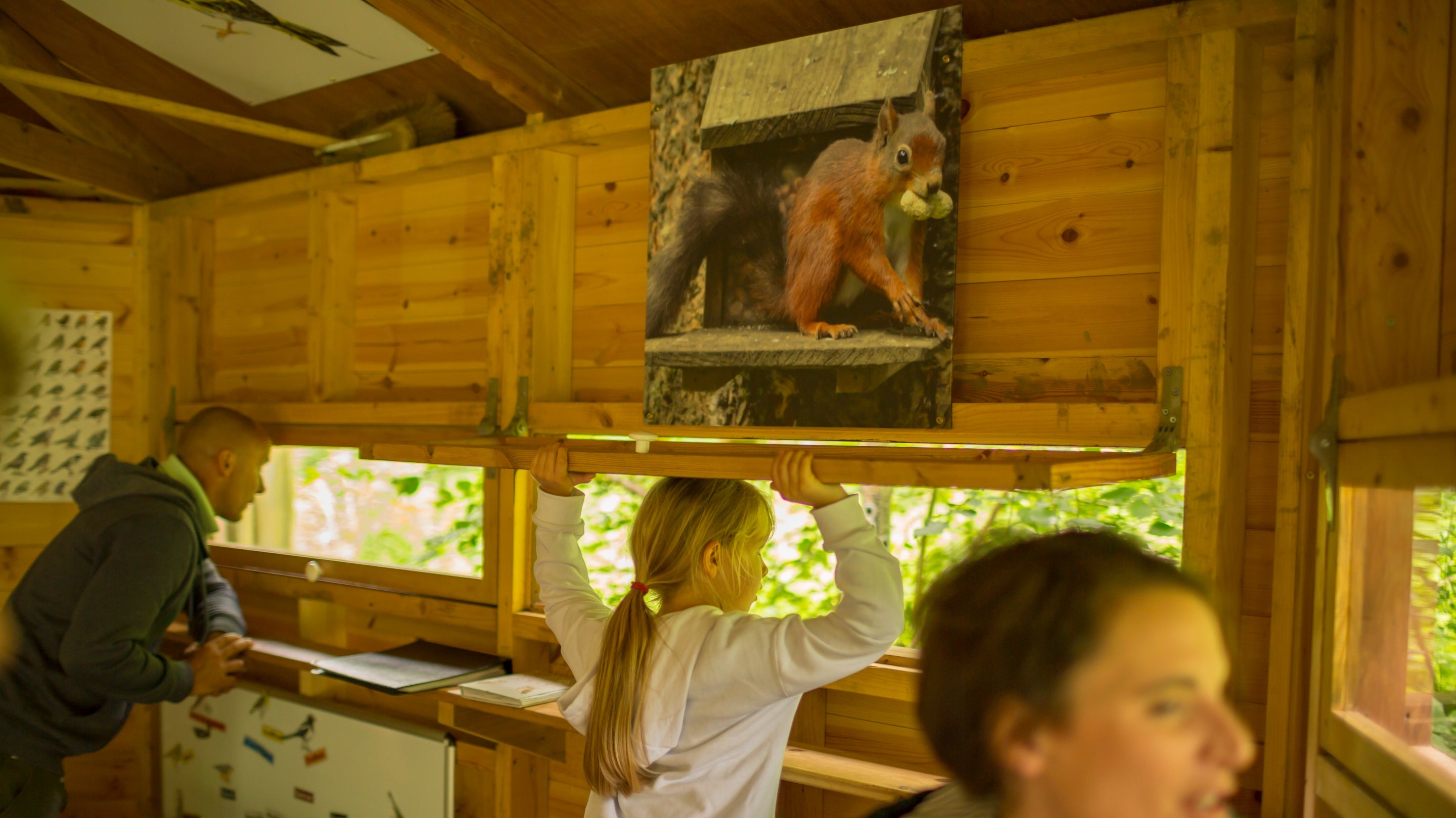 Spotting red squirrels | National Trust