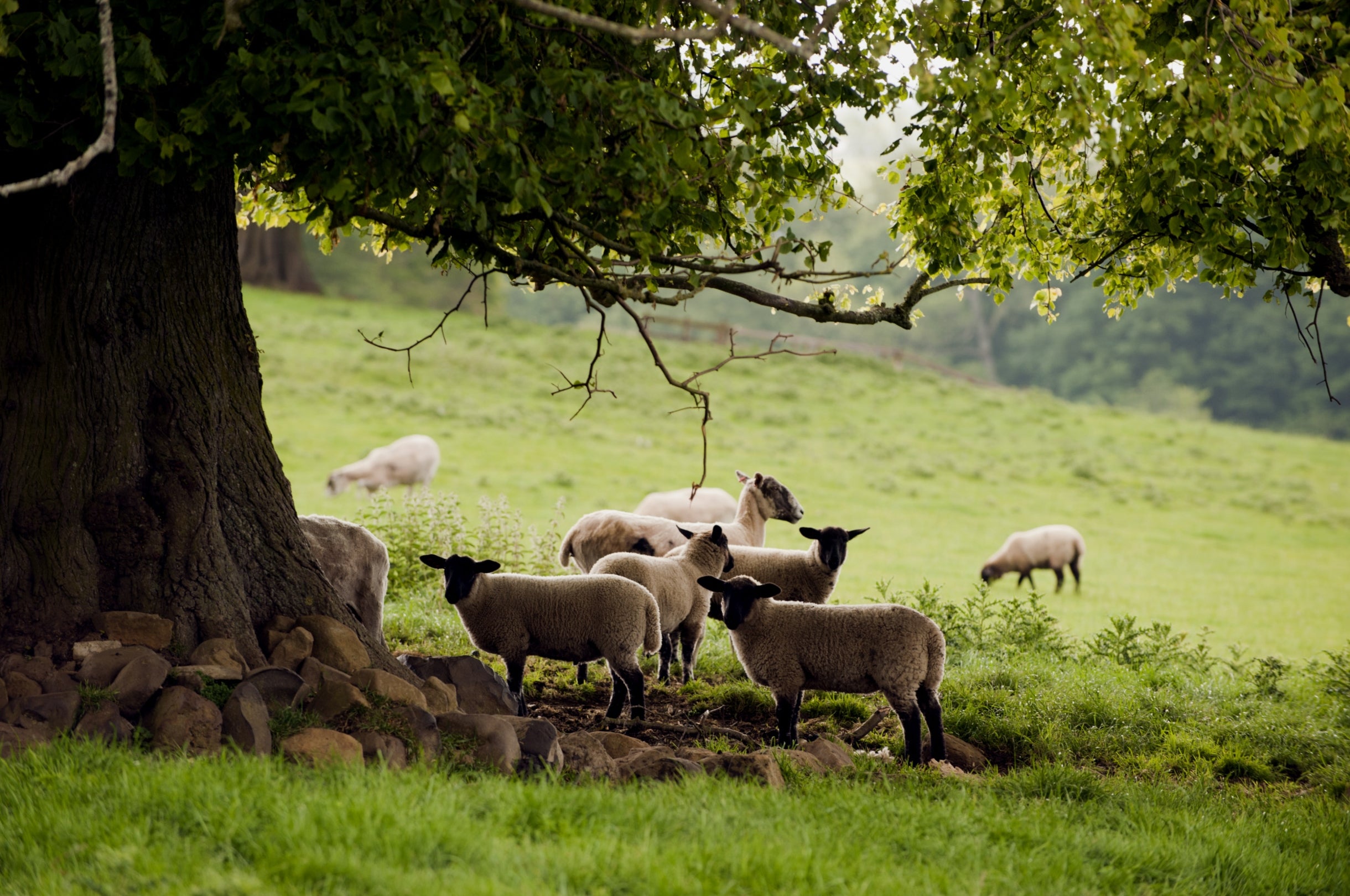 Wallington farms walk | Northumberland | National Trust