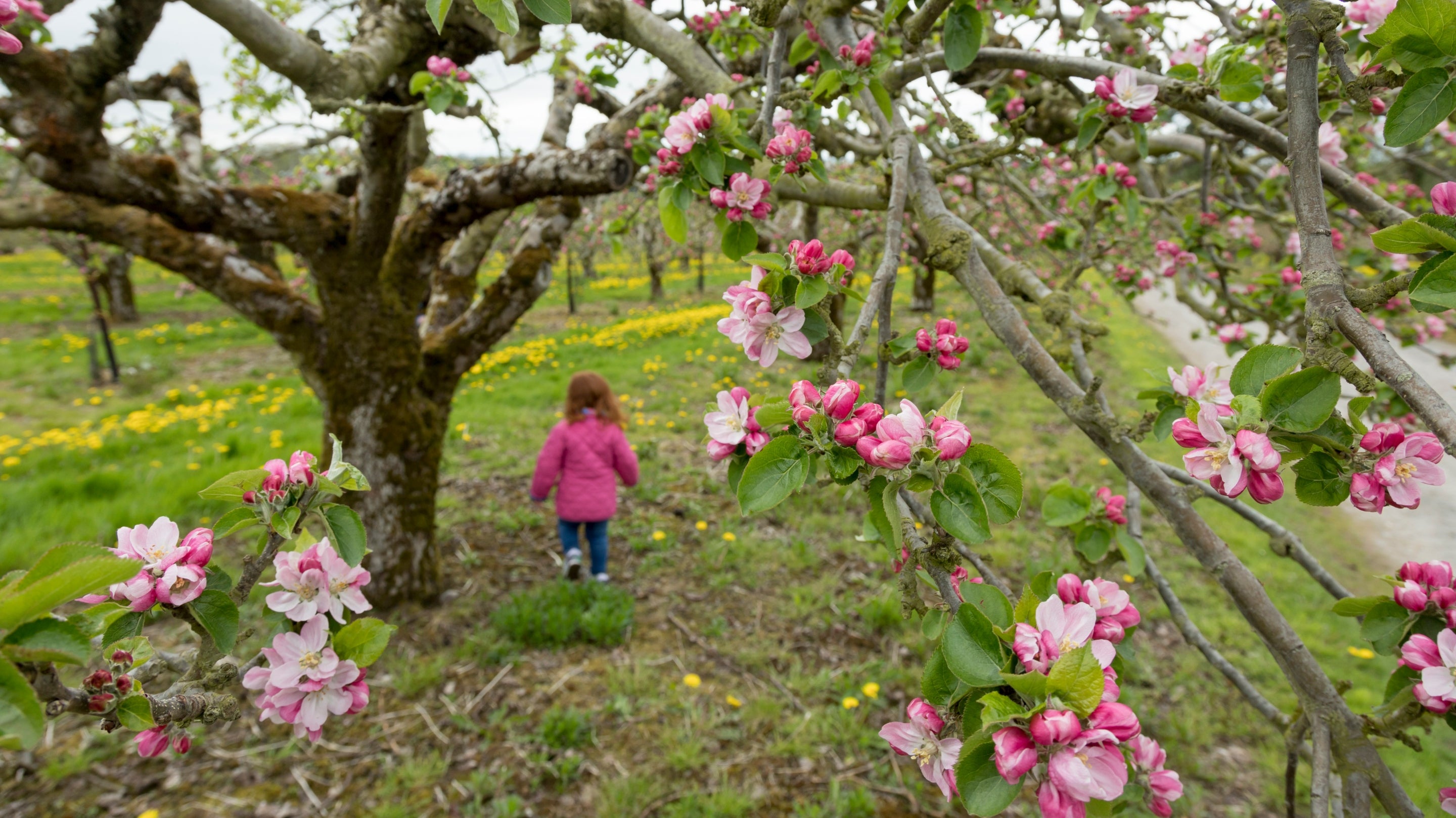 Days out with kids | Springhill | National Trust