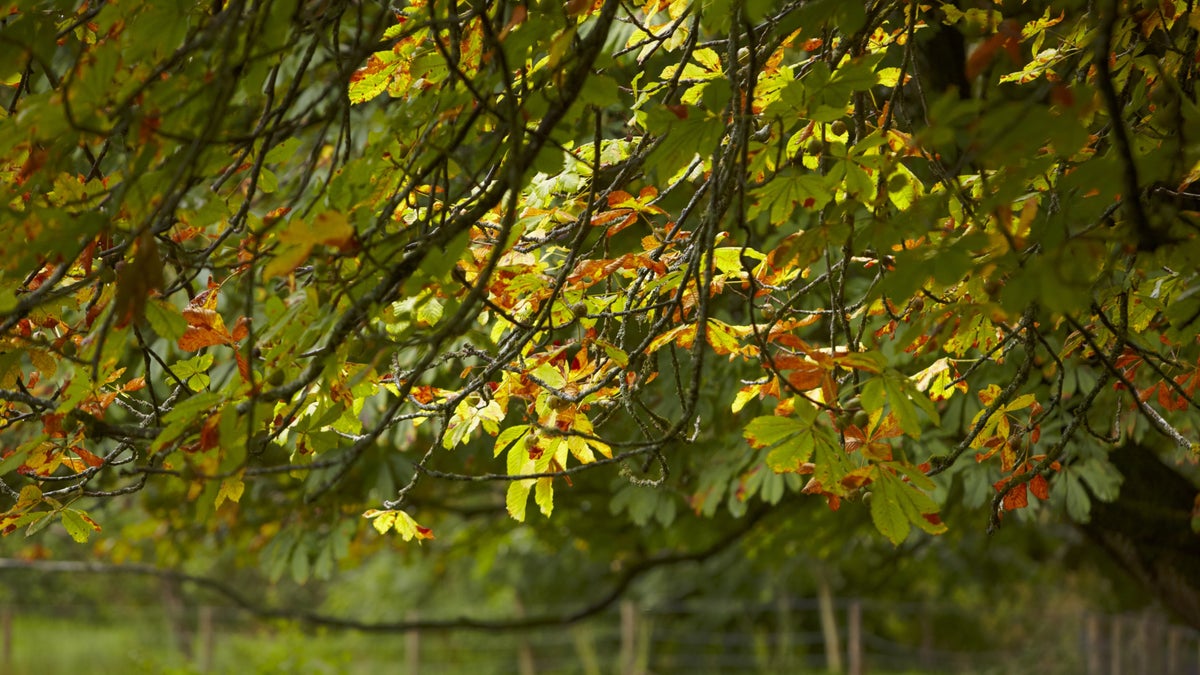 Benthall parkland walk | Shropshire | National Trust