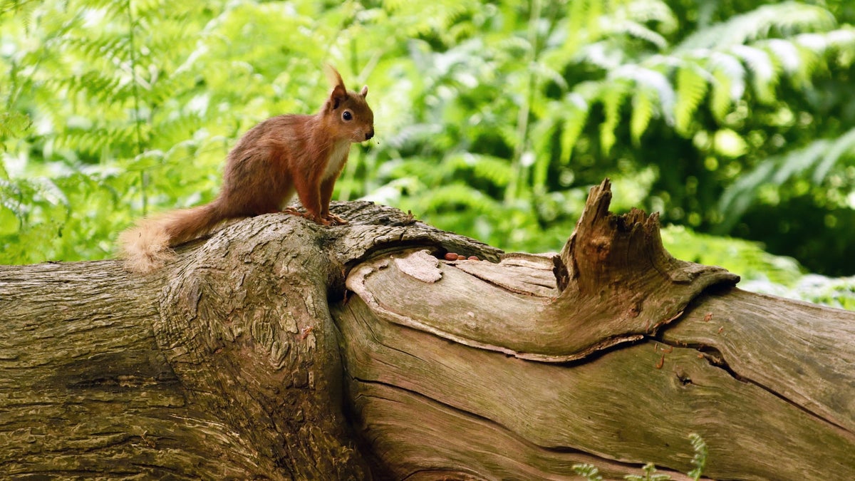Red squirrel programme at Wallington | National Trust