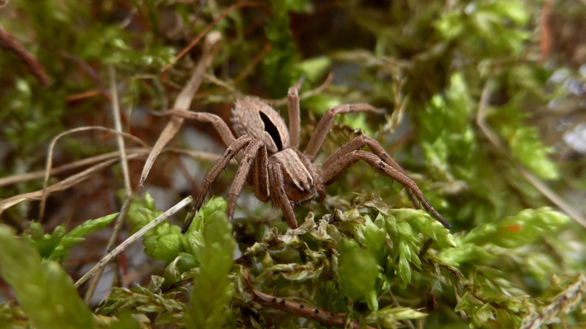 Diamond-backed Spider at Clumber Park | National Trust