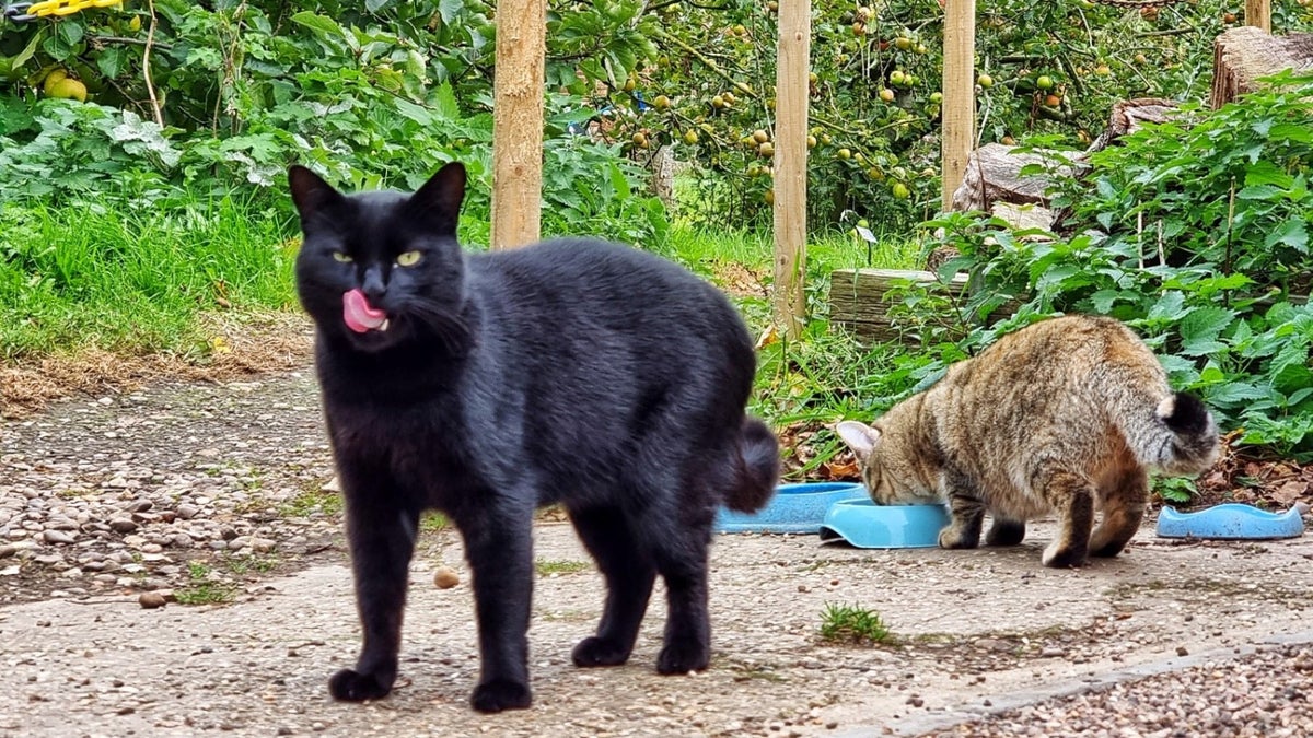 Planning your visit to Gunby Estate | National Trust