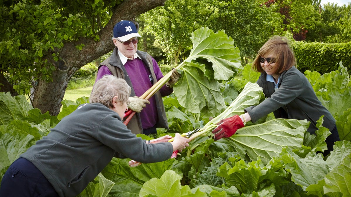 Growing tips for allotments │Gardening tips | National Trust