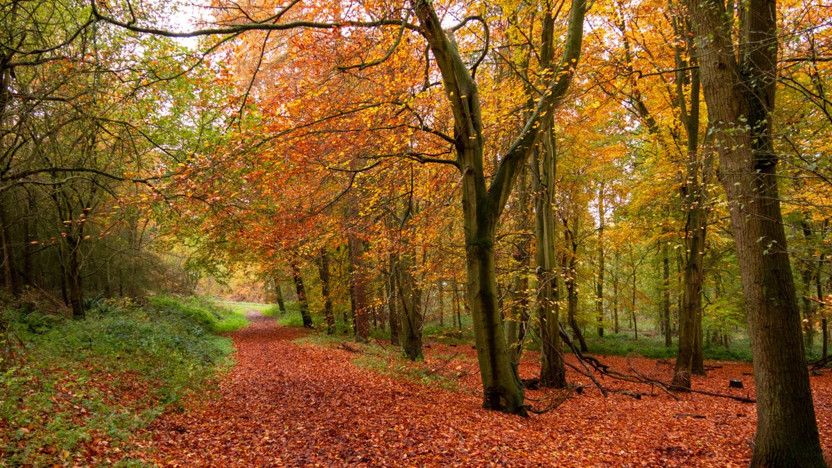Badbury | Oxfordshire | National Trust