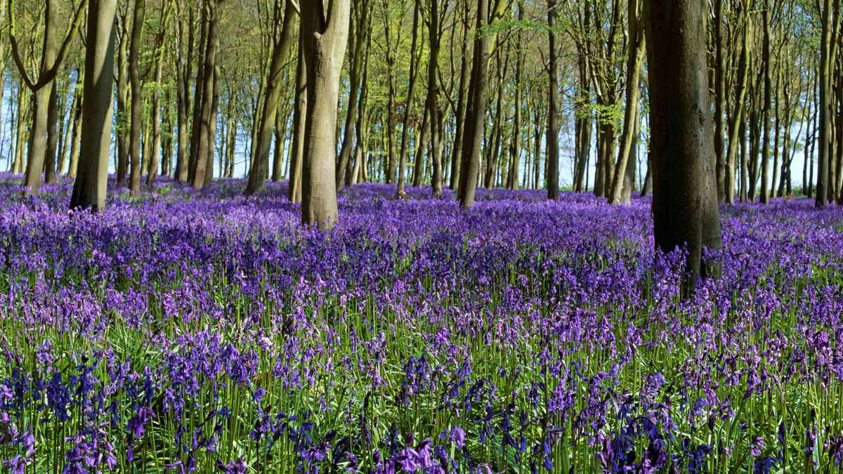 Bluebells at Badbury | Oxfordshire | National Trust