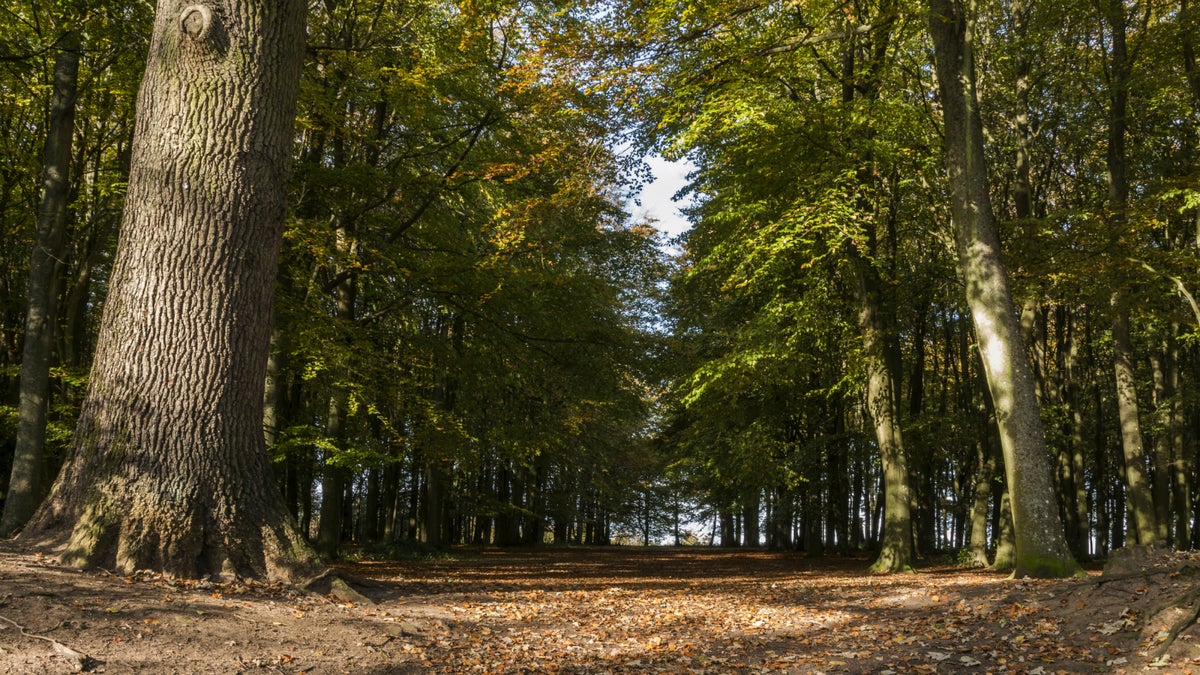 Coleshill brown walk | Oxfordshire | National Trust