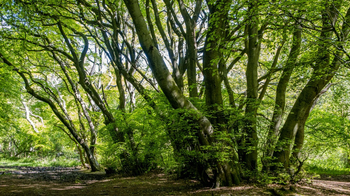 Ten clues to the past on a woodland walk | National Trust