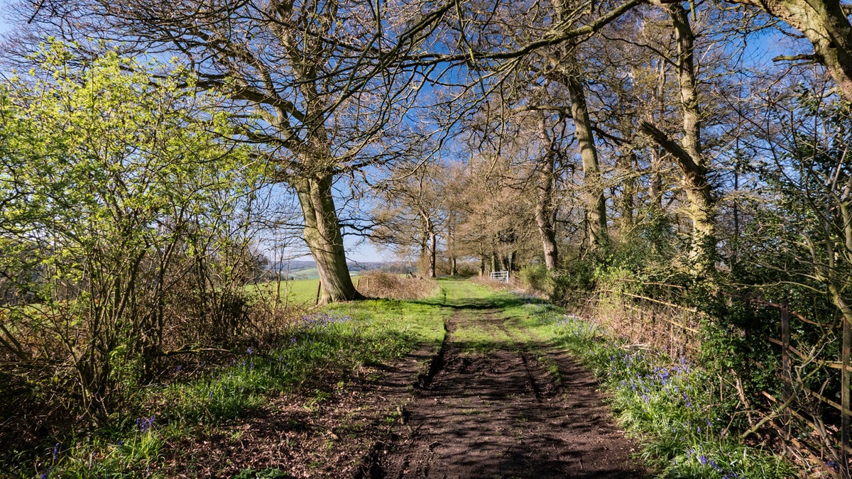 Chiltern escarpment and woodland walk | National Trust
