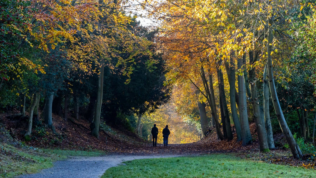 Cliveden easy woodland and countryside walk | National Trust
