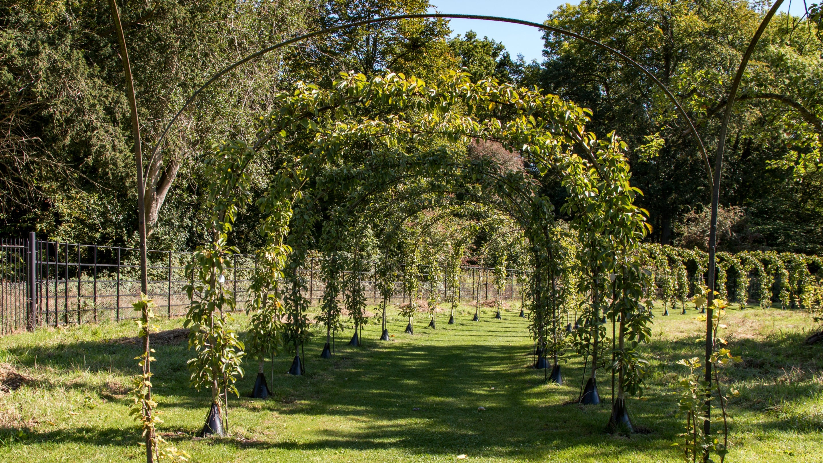 Visiting Cliveden's garden | Bucks | National Trust