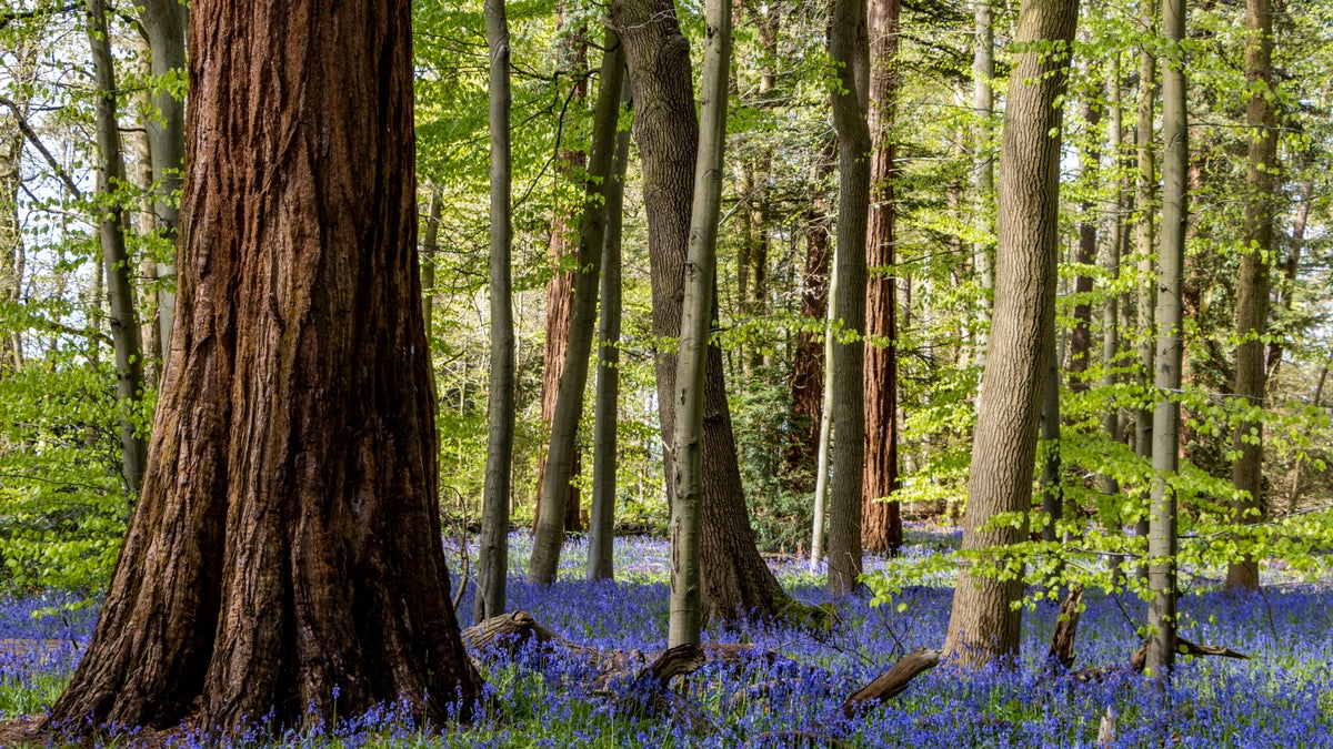 Cliveden woodland walk | Buckinghamshire | National Trust