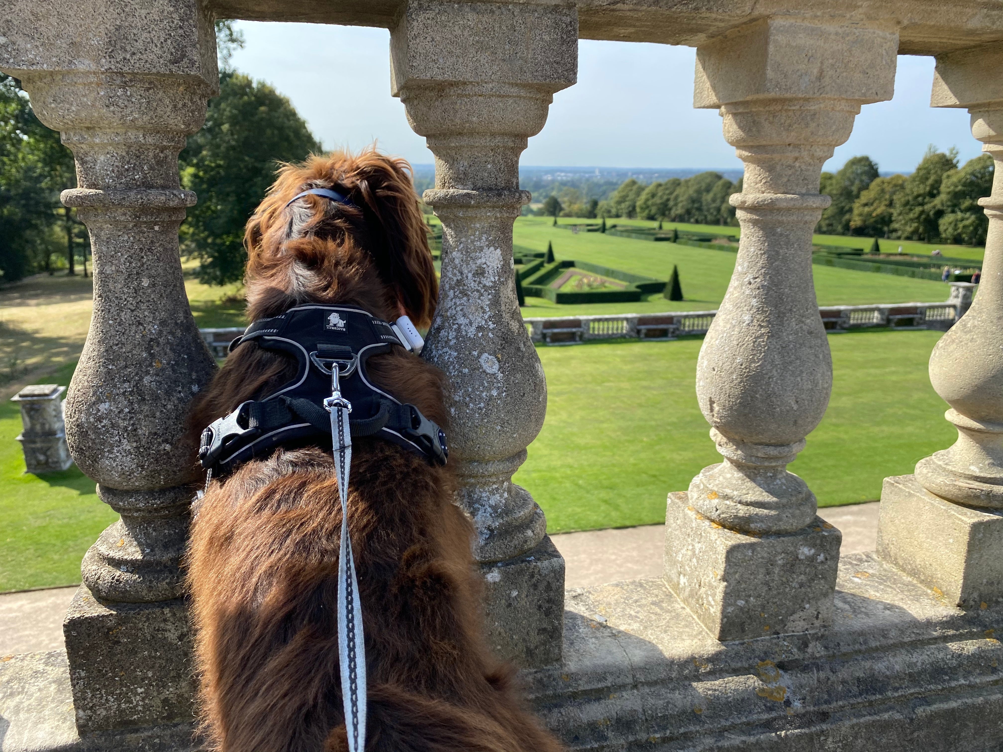 Dog walking at Cliveden | Buckinghamshire | National Trust