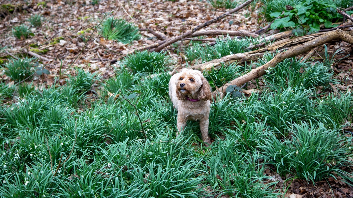 Dog walking at Cliveden | Buckinghamshire | National Trust