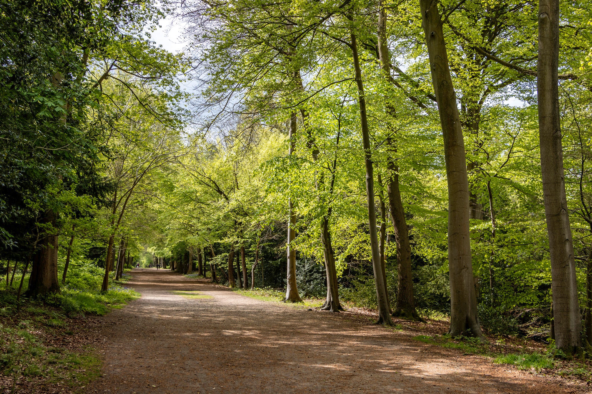Cliveden 3-mile wood and river walk | Bucks | National Trust
