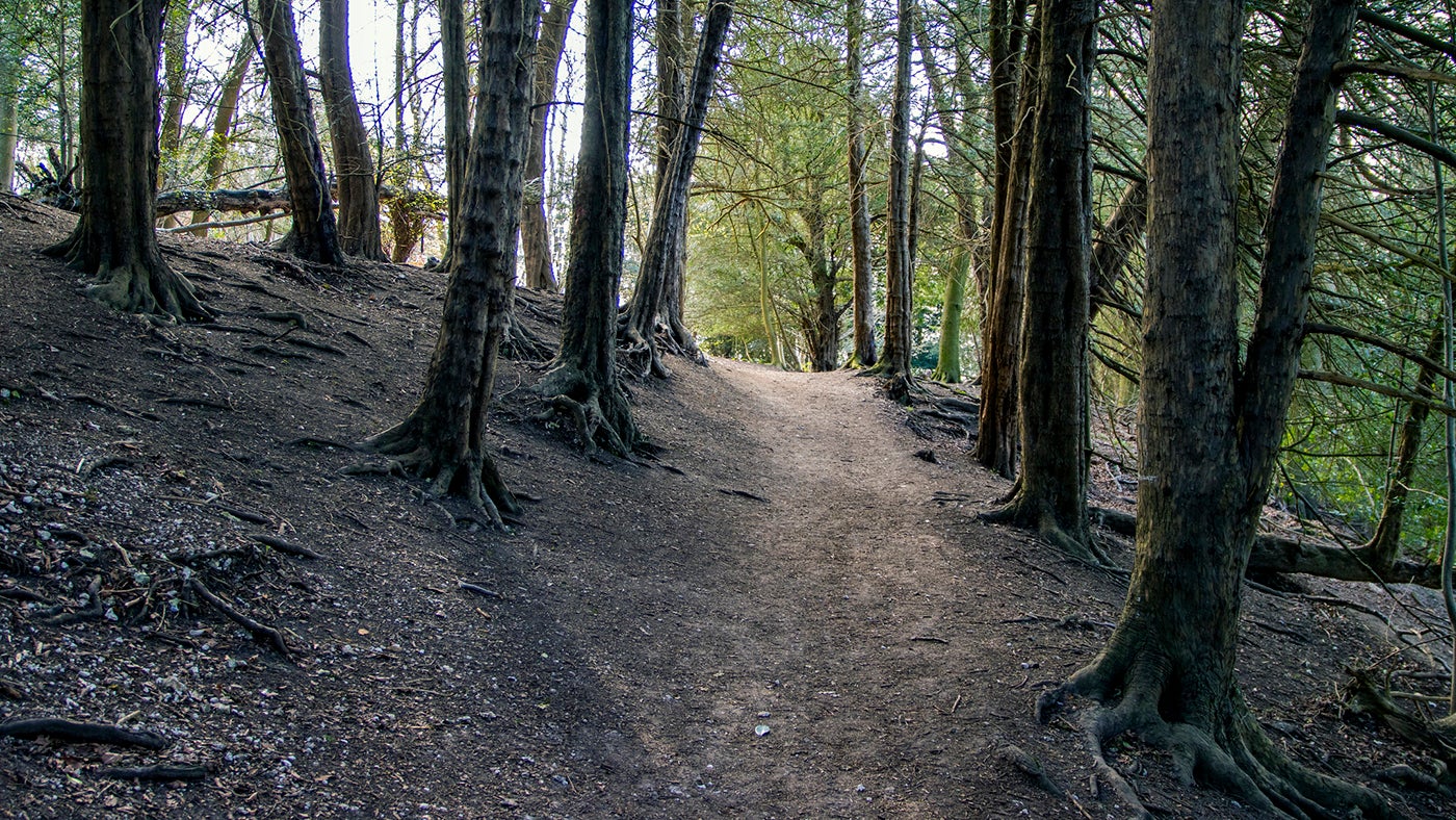 German Forest walk at Hughenden | Bucks | National Trust