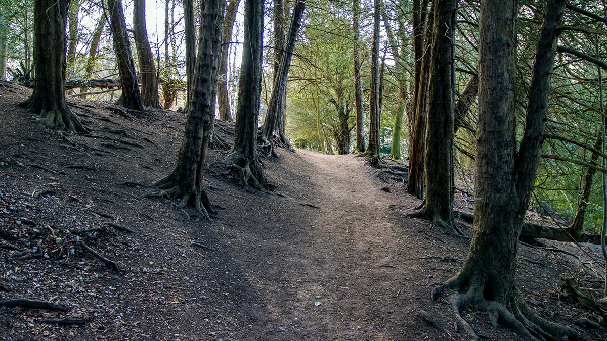 German Forest walk at Hughenden | Bucks | National Trust