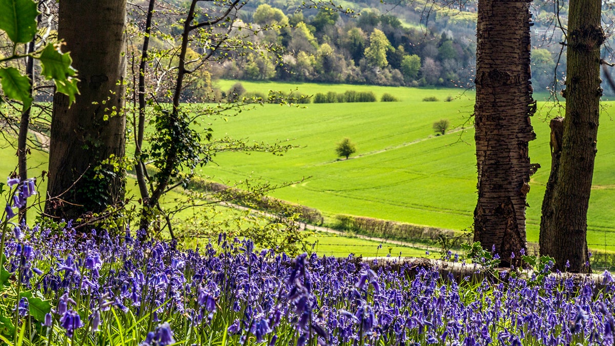 Visiting Hughenden's estate | Bucks | National Trust