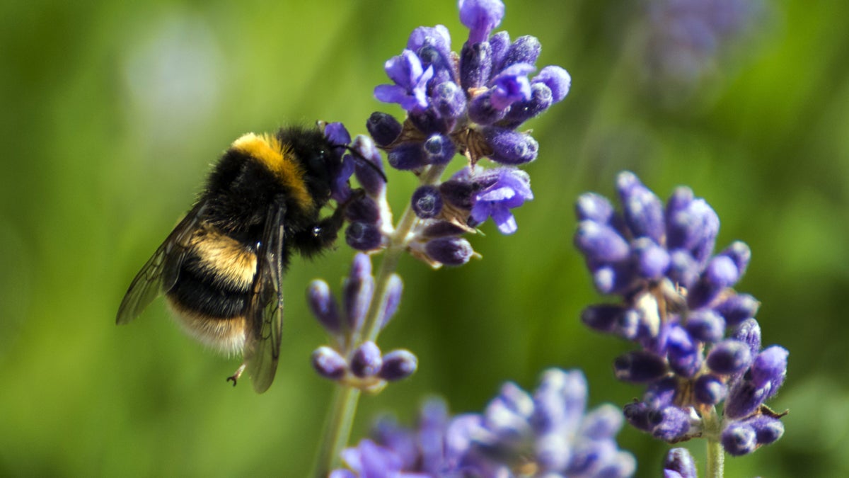 Bee-friendly gardens | National Trust
