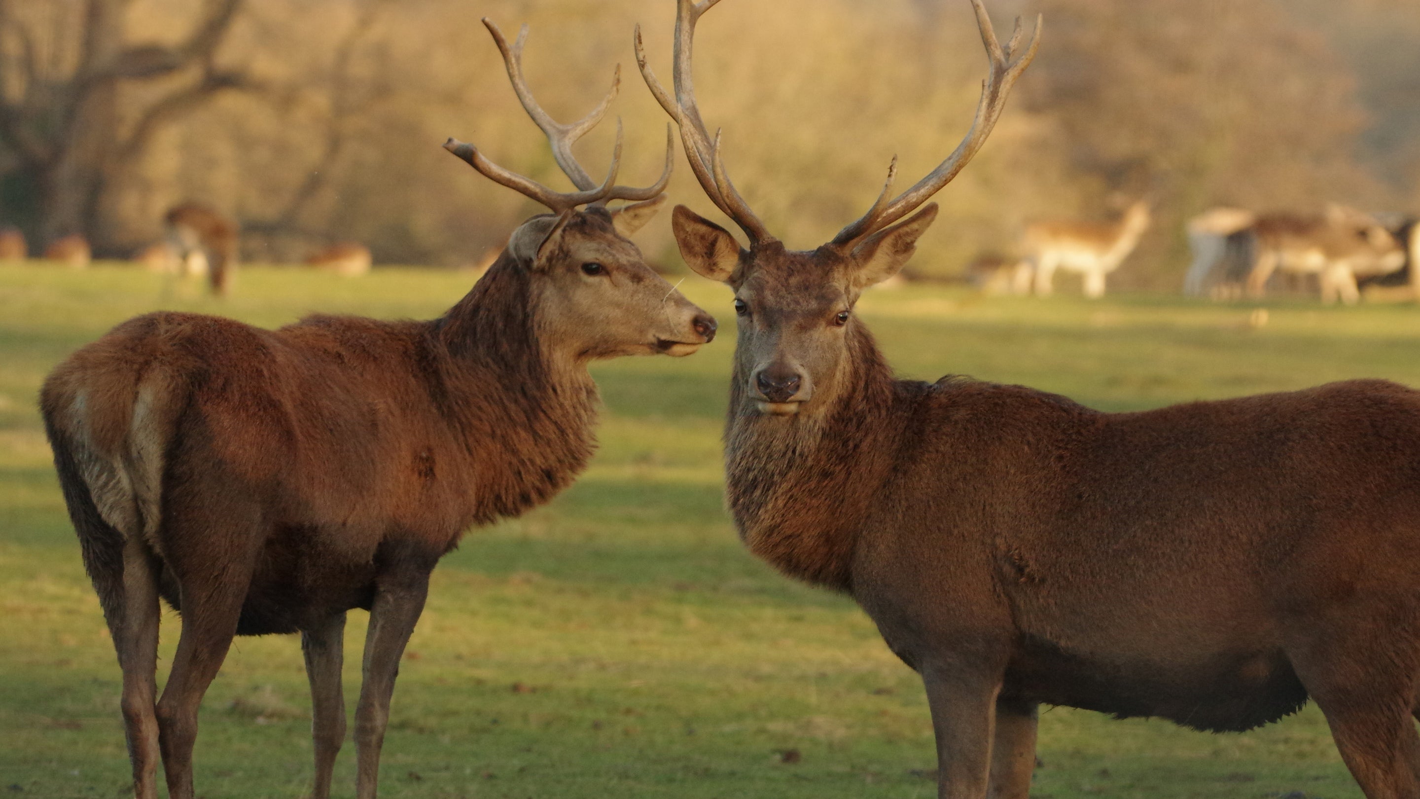 Visiting Calke Abbey's estate | Derbyshire | National Trust