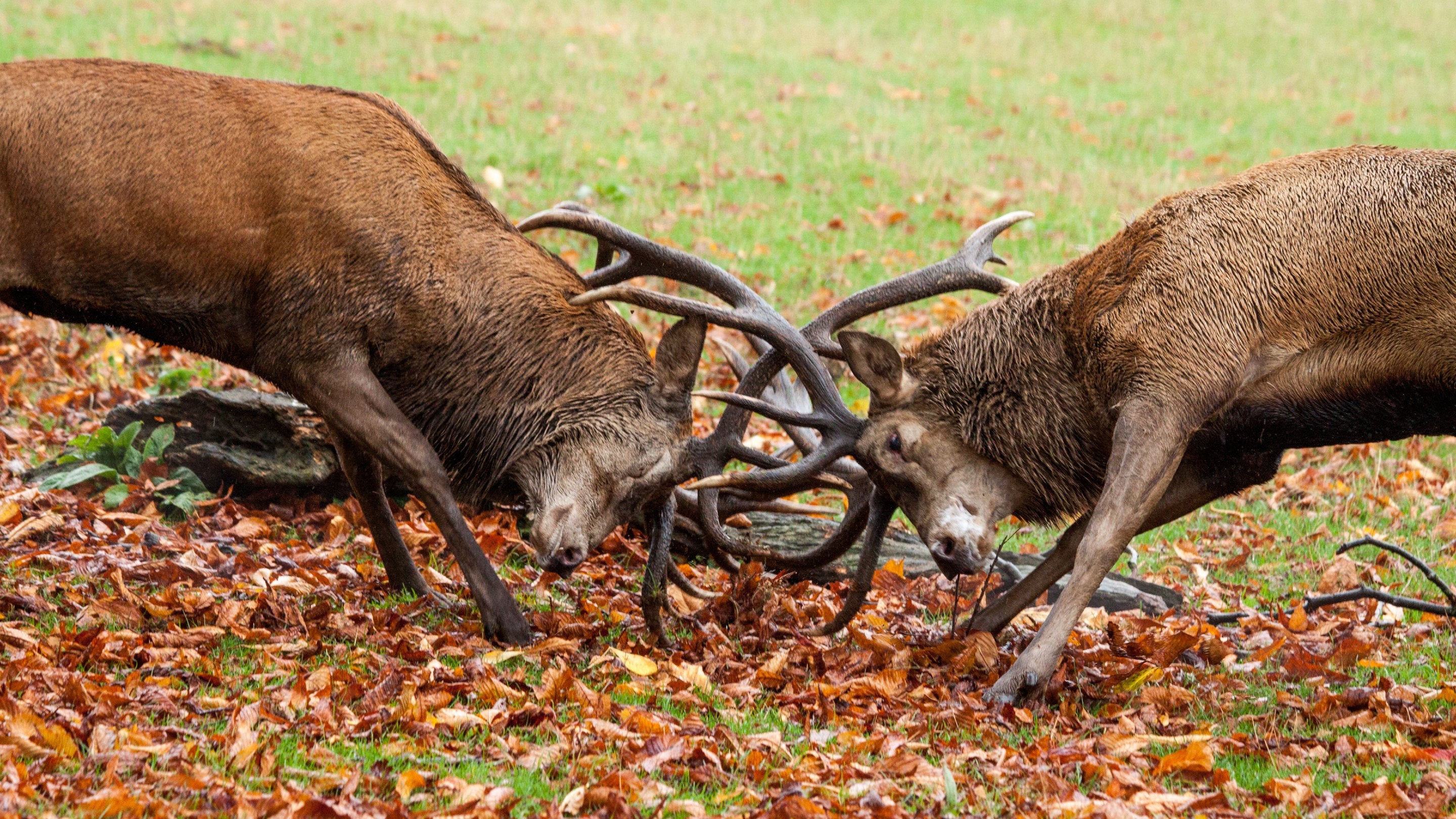 Visiting Calke Abbey's estate | Derbyshire | National Trust