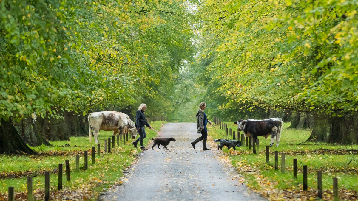 Visiting Calke Abbey's estate | Derbyshire | National Trust