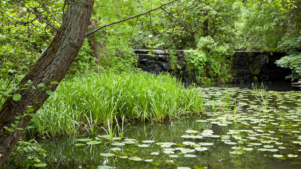 Visiting Calke Abbey's estate | Derbyshire | National Trust