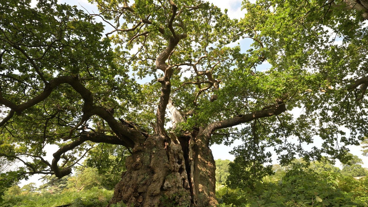 Visiting Calke Abbey's estate | Derbyshire | National Trust
