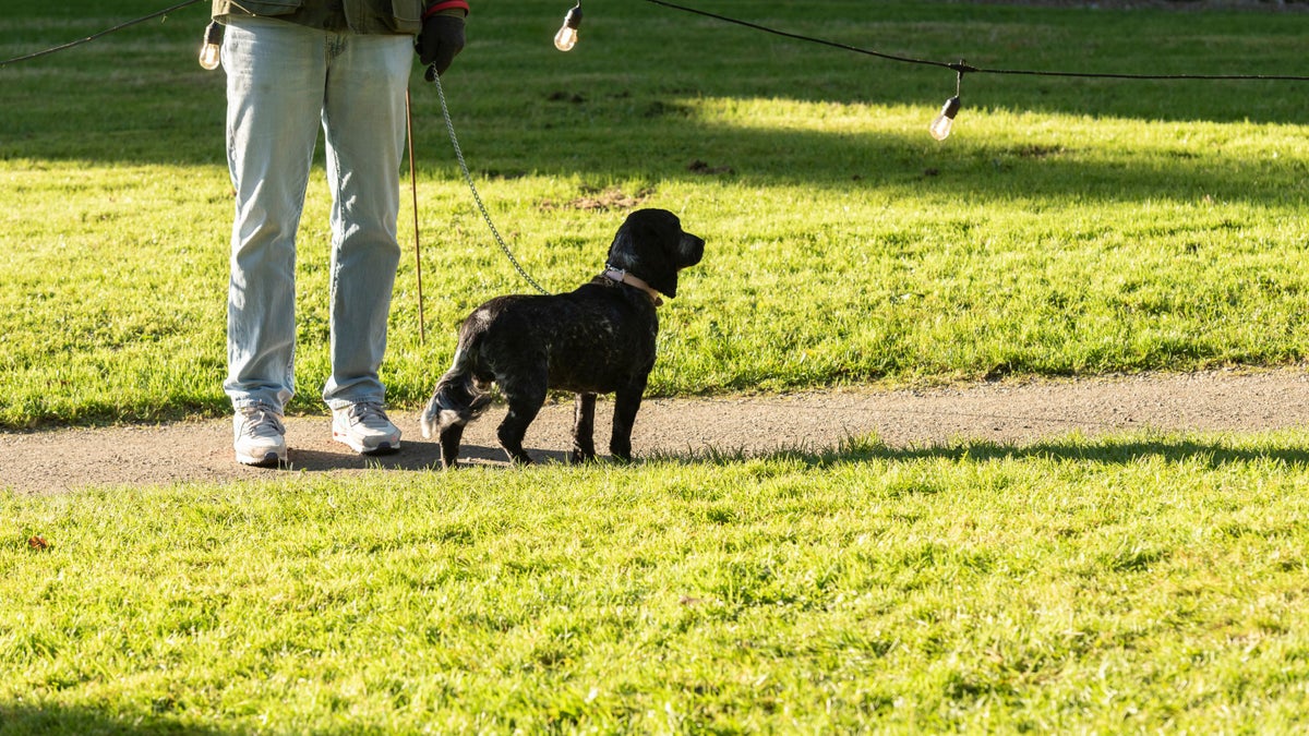 Dogs at Hardwick Hall | Derbyshire | National Trust