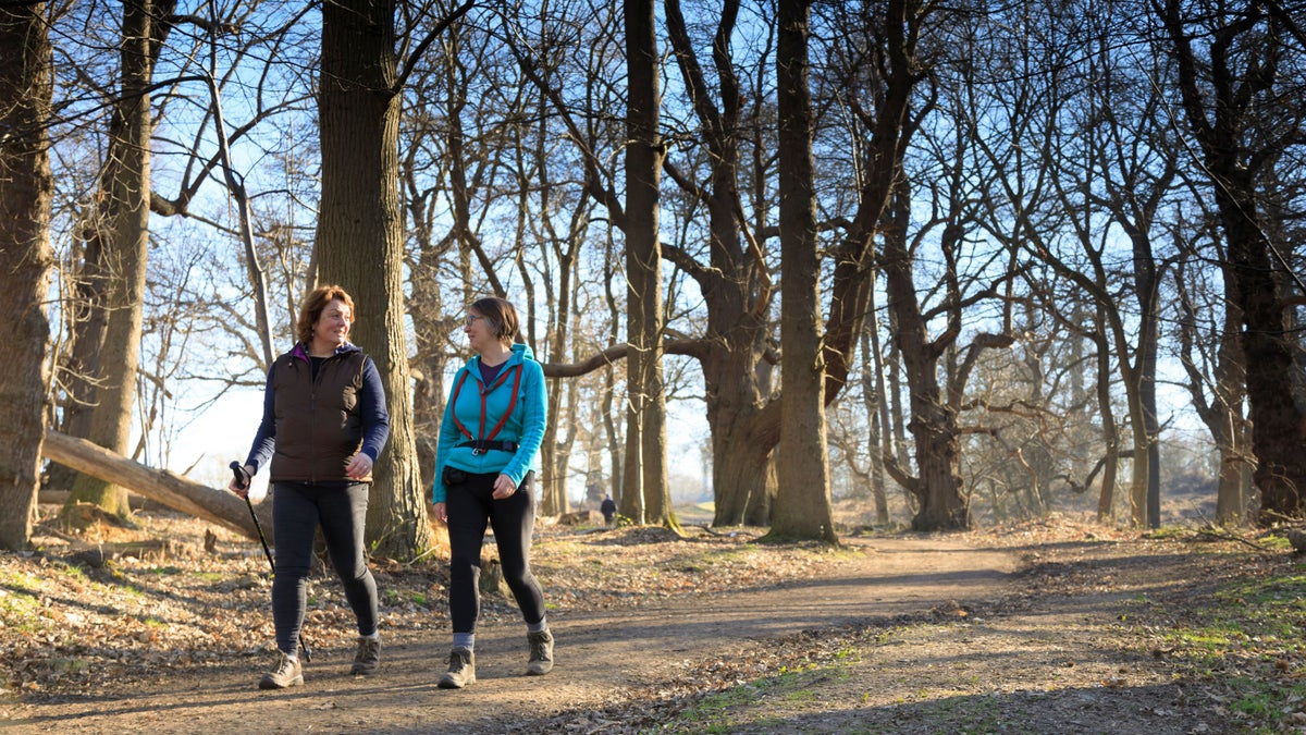 Exploring Cobham Wood | Kent | National Trust